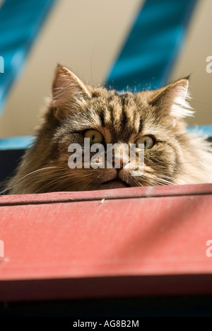 Fluffy cat looking over edge of upper story of house Stock Photo - Alamy