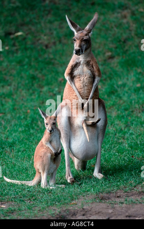 Red Kangaroos female with young Macropus rufus Stock Photo - Alamy