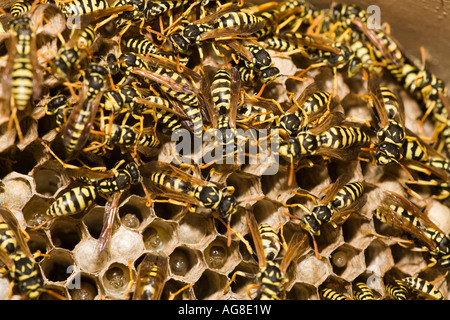 Adult yellow jacket wasps and larvae on a large nest Spain Stock Photo ...