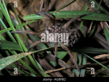 Female wolf spider carrying young spiderlings on her back, a member of ...