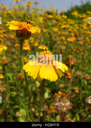 Tridax (Tridax trilobata Stock Photo - Alamy