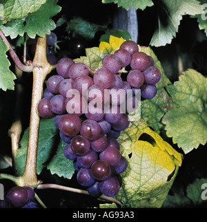 Harvest of the muscatel grape to make wine Stock Photo - Alamy