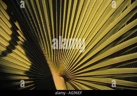 Talipot Tree Indian Ocean Stock Photo - Alamy