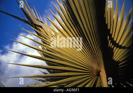 Talipot Tree Indian Ocean Stock Photo - Alamy