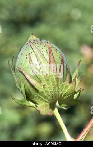 Closed up Cotton ball, Cotton blossom ready for harvesting,cotton tree ...