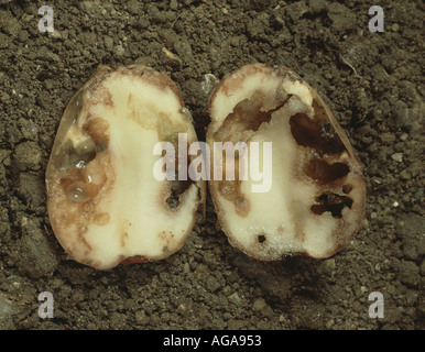 Feeding holes in potato tuber surface caused by wireworms Agriotes sp ...