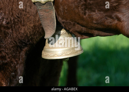 Cow with a bell under the neck. Auvergne. France Stock Photo - Alamy