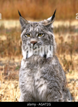 North American Lynx in field of golden grass on autumn day Stock Photo ...