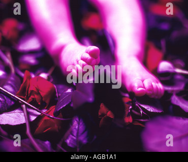 A Baby Rose buds And Leaves Stock Photo - Alamy