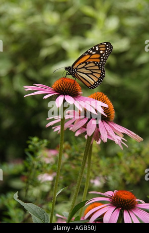Monarch Butterfly with Purple Coneflower in the fields flying free ...