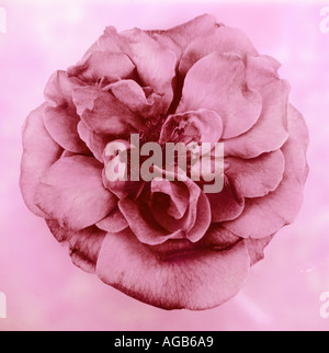 COMMON NAME Rose LATIN NAME Rosa Stock Photo - Alamy