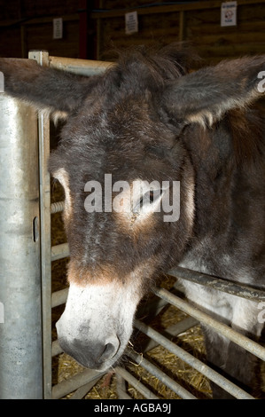 Sad looking donkey in a stable with its head resting on some straw on ...