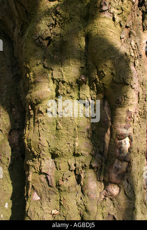Close-up of a tree branch with rough bark and broken twig, surrounded ...