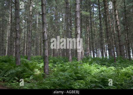 Coniferous trees Rendlesham forest Suffolk England Stock Photo - Alamy