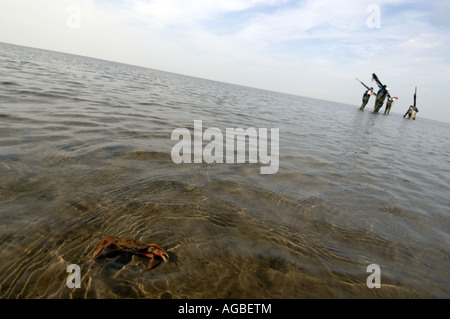 Denmark Ribe group engaging in the traditional activity of tidal ...