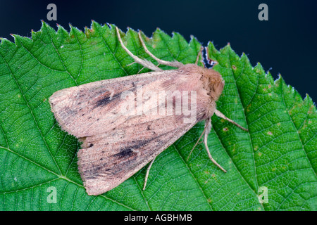 The Clay Mythimna ferrago at rest on grass head showing markings and ...