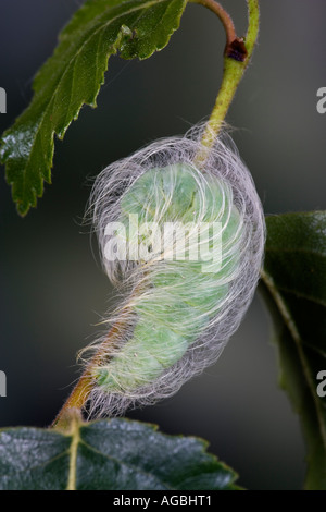 miller (Acronicta leporina), caterpillar on leaf, Germany Stock Photo ...
