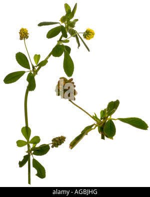 Lesser Trefoil, Trifolium dubium, in flower in short grazed turf Stock ...