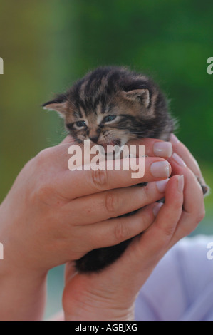 Hand Held Kitten Stock Photo - Alamy