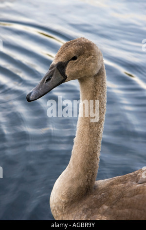 Adolescent mute swan Stock Photo - Alamy