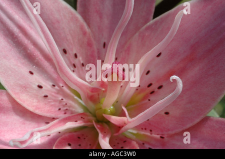 LILIUM ELODIE. LILY Stock Photo: 8569175 - Alamy