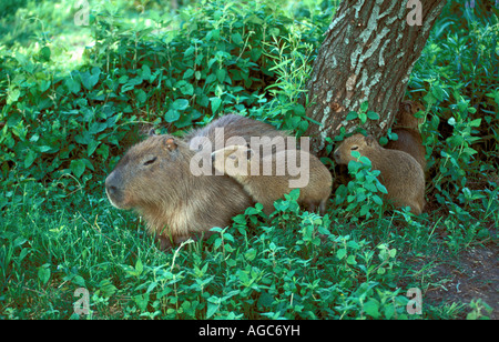 capibara (Hydrochoerus hydrochaeris Stock Photo - Alamy