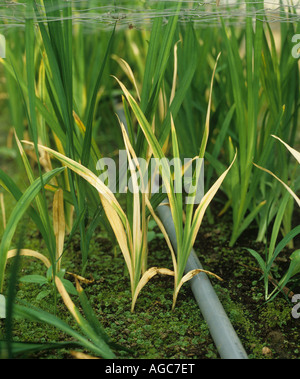 Basal rot Fusarium oxysporum damage to Narcissus bulb in section Stock ...