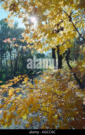Maple tree lined walk Barnaul Arboretum Russia Stock Photo - Alamy