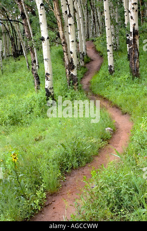 Winding dirt path cuts through lush green forest. Mossy stones and ...
