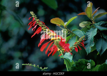 Chaconia (Pride of Trinidad & Tobago or Wild Poinsettia): Warszewiczia ...
