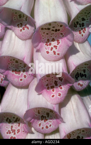 Foxglove (Digitalis purpurea) source of Digitalis. Used from Medieval ...