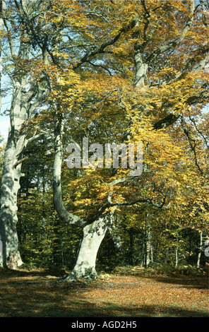 Forest of beeches in autumn, Europe Stock Photo - Alamy