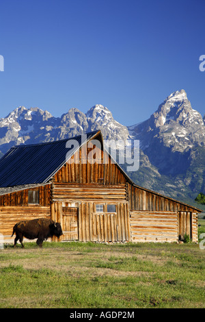Buffalo on the farm Stock Photo - Alamy