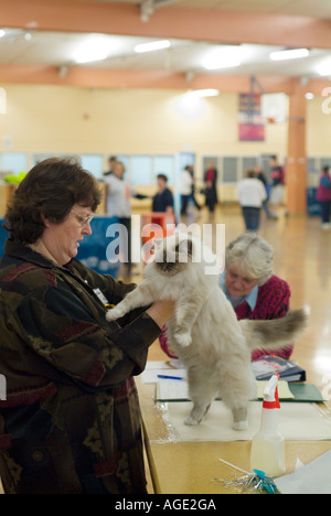 Cat Fanciers Show Stock Photo - Alamy