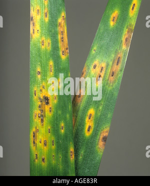 Iris rust (Puccinia iridis) pustules on stinking iris leaf Stock Photo ...