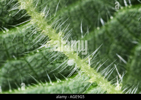 extreme close up of a stinging nettle, Urtica dioica, showing Stock ...