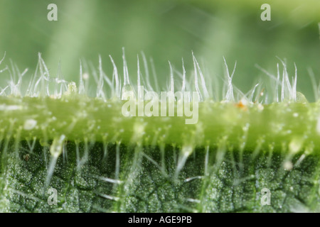 Extreme close up of the needles of a stinging nettle Stock Photo - Alamy