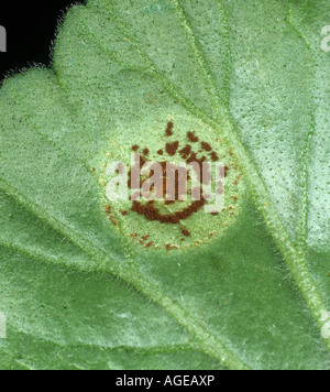 Geranium rust Puccinia pelargonii zonalis pustules on Pelargonium leaf ...