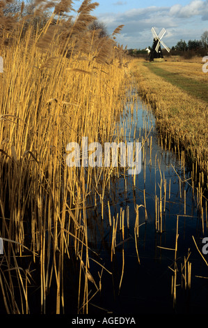 Fenland Wicken Fen Reeds and Windmill Stock Photo - Alamy
