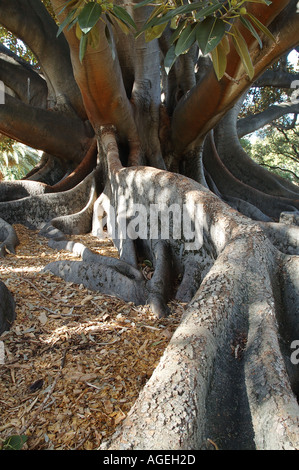 Enormous fig tree roots Stock Photo - Alamy