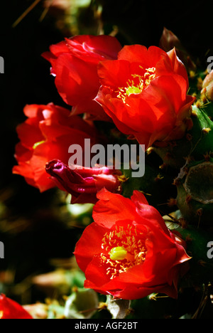 Cactus, cactacee, plants Stock Photo - Alamy