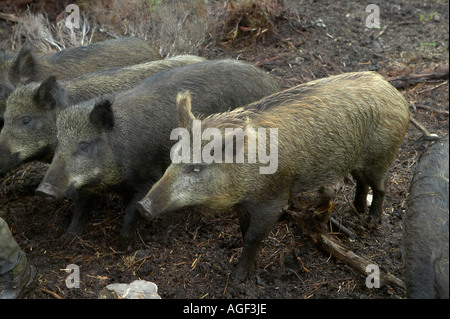 Wild boar being released into Alladale Wilderness Park in the Scottish ...
