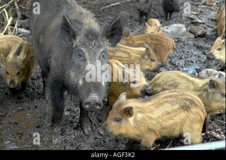 Wild boar being released into Alladale Wilderness Park in the Scottish ...