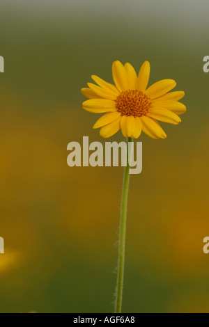 showy goldeneye (Heliomeris multiflora Stock Photo - Alamy