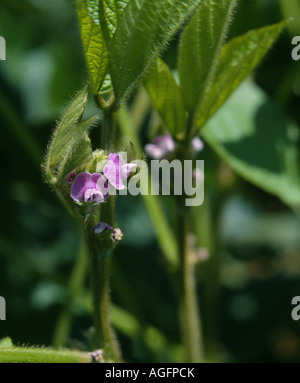 The green field of young flowering soybean plants grows in rows in the ...