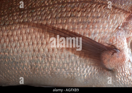 Queensland red snapper australian seafood Stock Photo - Alamy