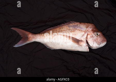 Queensland red snapper australian seafood Stock Photo - Alamy