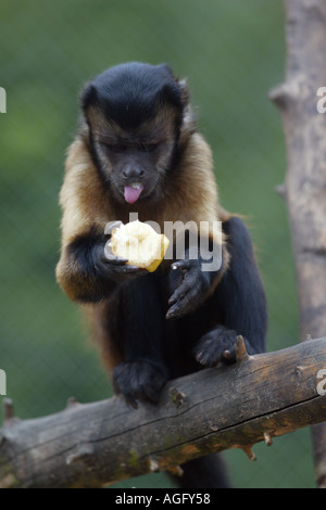 Tufted capuchin (Cebus apella), Hooded Capuchin, Capuchins, Monkeys ...