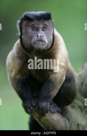 Tufted capuchin (Cebus apella), Hooded Capuchin, Capuchins, Monkeys ...