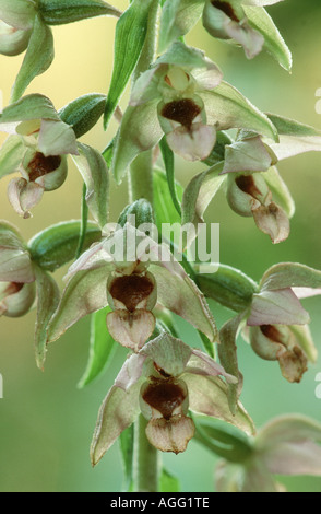 Broad-leaved Helleborine,"Epipactis helleborine", deciduous woodland ...